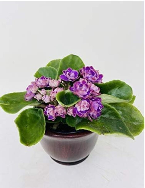 Rare African Violet Plant Live Houseplant Budded & Ready To Bloom In 4 ...