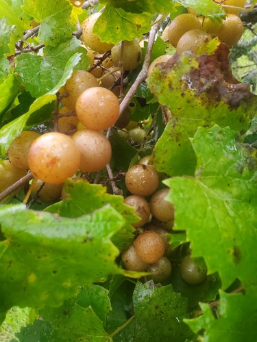 50 CARLOS BRONZE Florida Muscadine Grape Seeds Vitis Rotundifolia ...