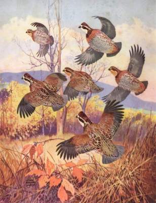 6 Flying Quail by Lynn Bogue Hunt | eBay