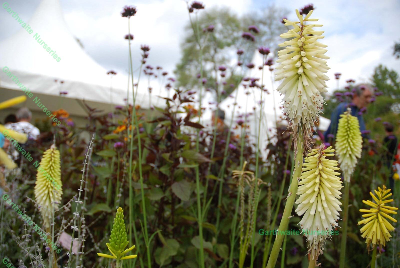 POTTED 1 LITRE KNIPHOFIA ICE QUEEN (RED HOT POKER) BULBS SUMMER GARDEN ...