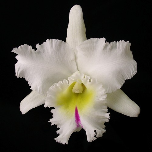 Bc. Mount Hood 'Mary' AM/AOS- FRAGRANT CATTLEYA DIVISION | eBay