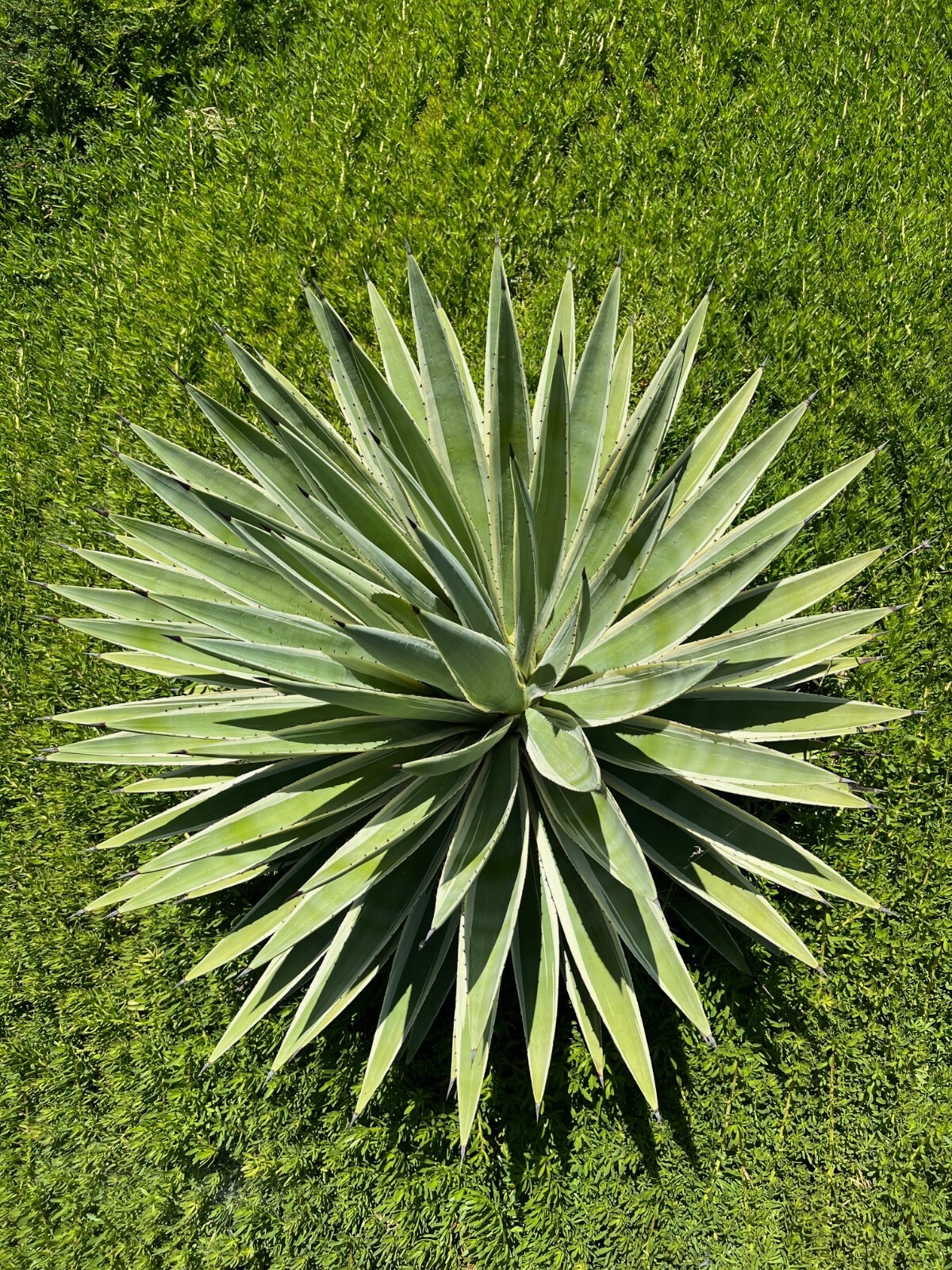 Rooted Agave Angustifolia Variegata Caribbean Agave Green with white ...