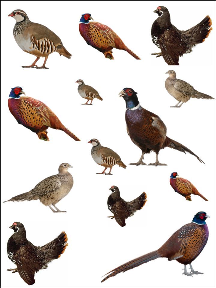 Game hunting bird pheasant partridge Edible Printed Cake topper Wafer ...