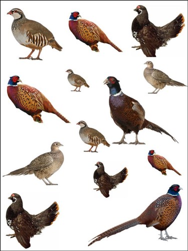 Game hunting bird pheasant partridge Edible Printed Cake topper Wafer ...