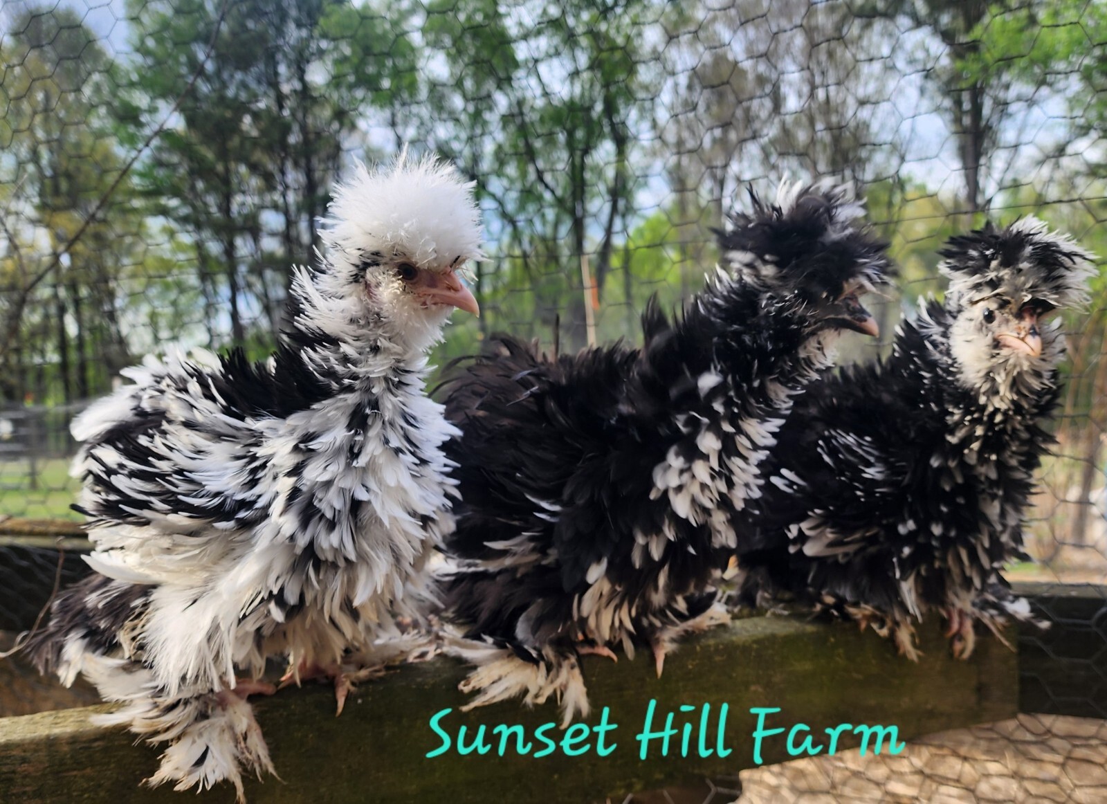 Silkie Hatching Eggs Mottled 6, Satin, Showgirl, Frizzle NPIP & AI ...