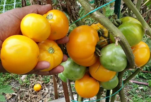 Lemon Boy Tomato