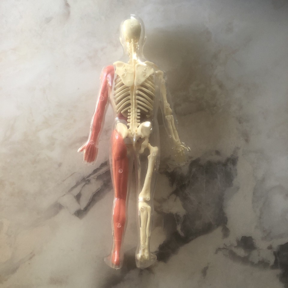 12 Inch Human Anatomical Anatomy Skeleton Medical Teaching Model With ...