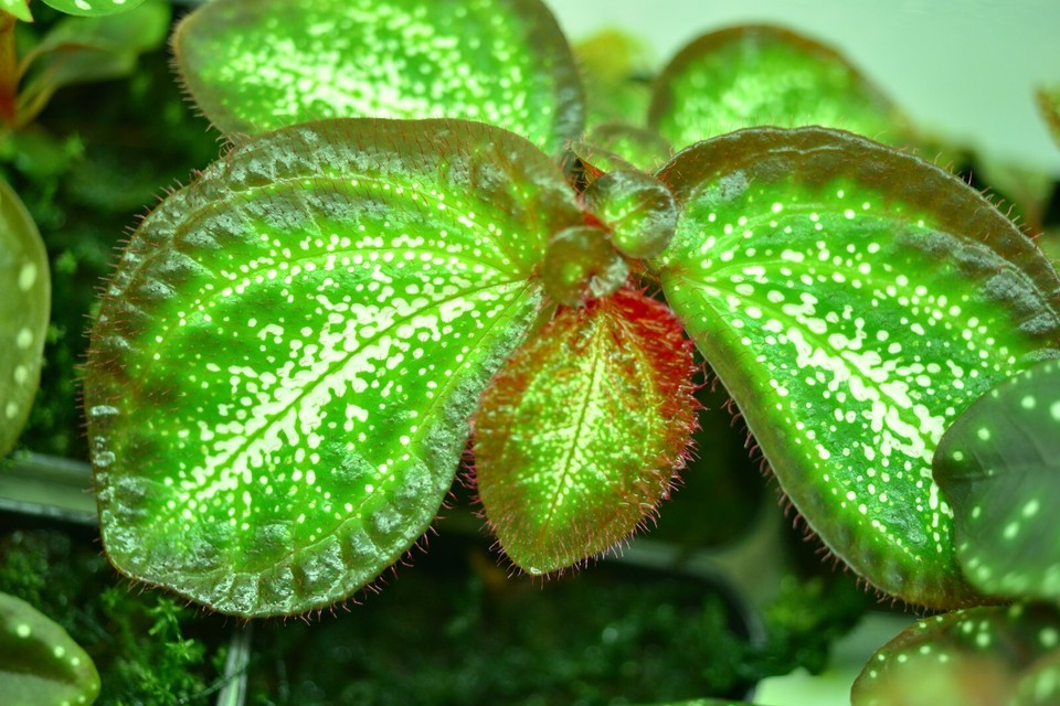 Sonerila species White Galaxy, Rare Terrarium plant, Melastome, Rare ...