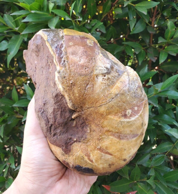 RARE ! 2962 GR AMAZING GIANT NAUTILUS FOSSIL PERMIAN AMMONITE TIMOR ...