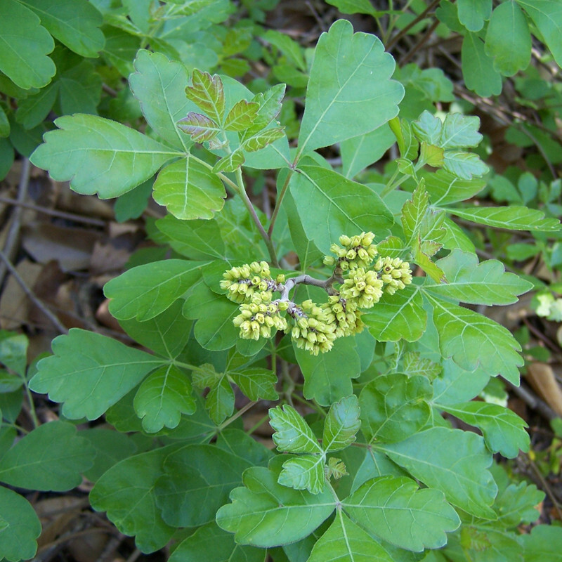 Rhus aromatica (Fragrant Sumac) Shrub Seeds, Aromatic, Vibrant Fall ...