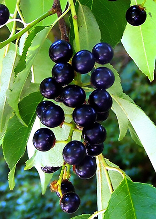 Black Cherry, Prunus serotina, Tree Seeds (Edible, Hardy, Fast, Fall ...