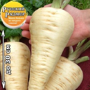 PARSNIP RUSSIAN GIANT SIZE PARSNIP SEEDS SHOW WINNER PROFESSIONAL SEED ...