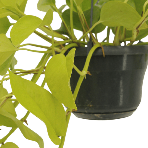 Epipremnum Golden Pothos (Scindapsus) - 2 Pieces - Ø15cm - ↕25cm | eBay