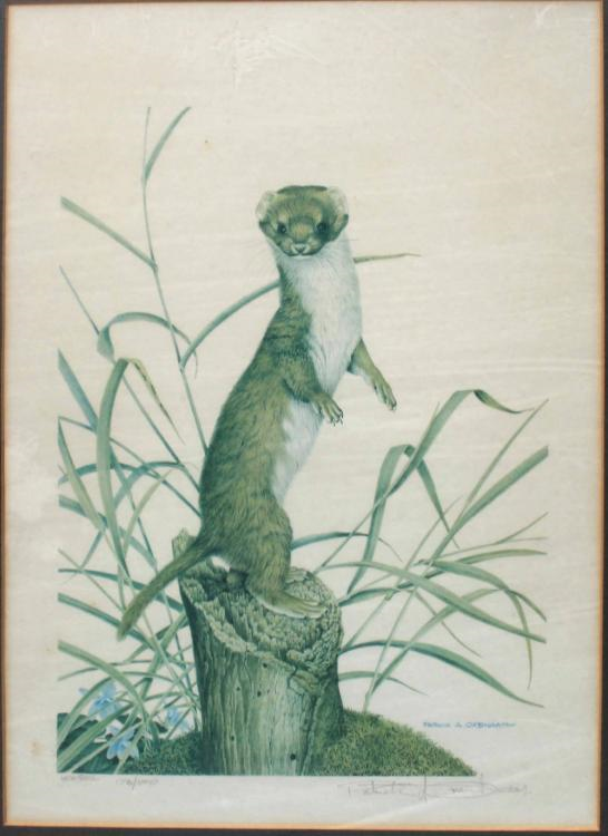 Weasel Drawing How To Draw... Weasels Nosy Crow