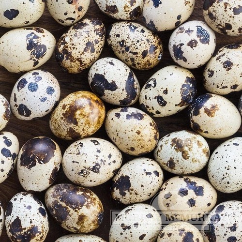 24+ Jumbo Coturnix Quail Fertile Hatching Eggs | eBay