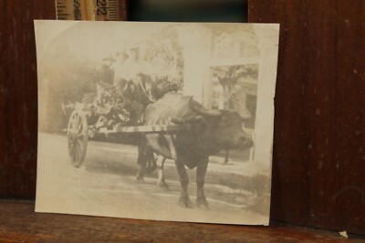 Antique Photo City Water Buffalo Pulling Cart 1900's Thin Paper | eBay