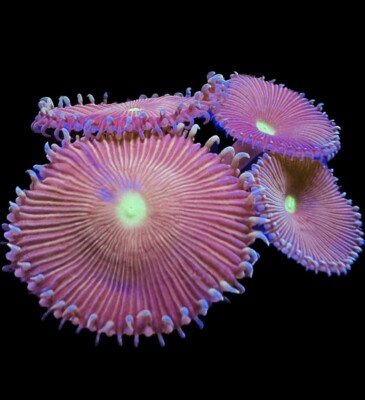 Live Coral Paly Zoa Giant Lotus 2-3 Polyps | eBay