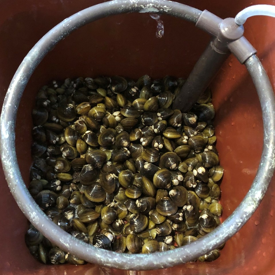 3 to 500 Live Freshwater Clams for Aquarium or Koi Pond Water Filter ...