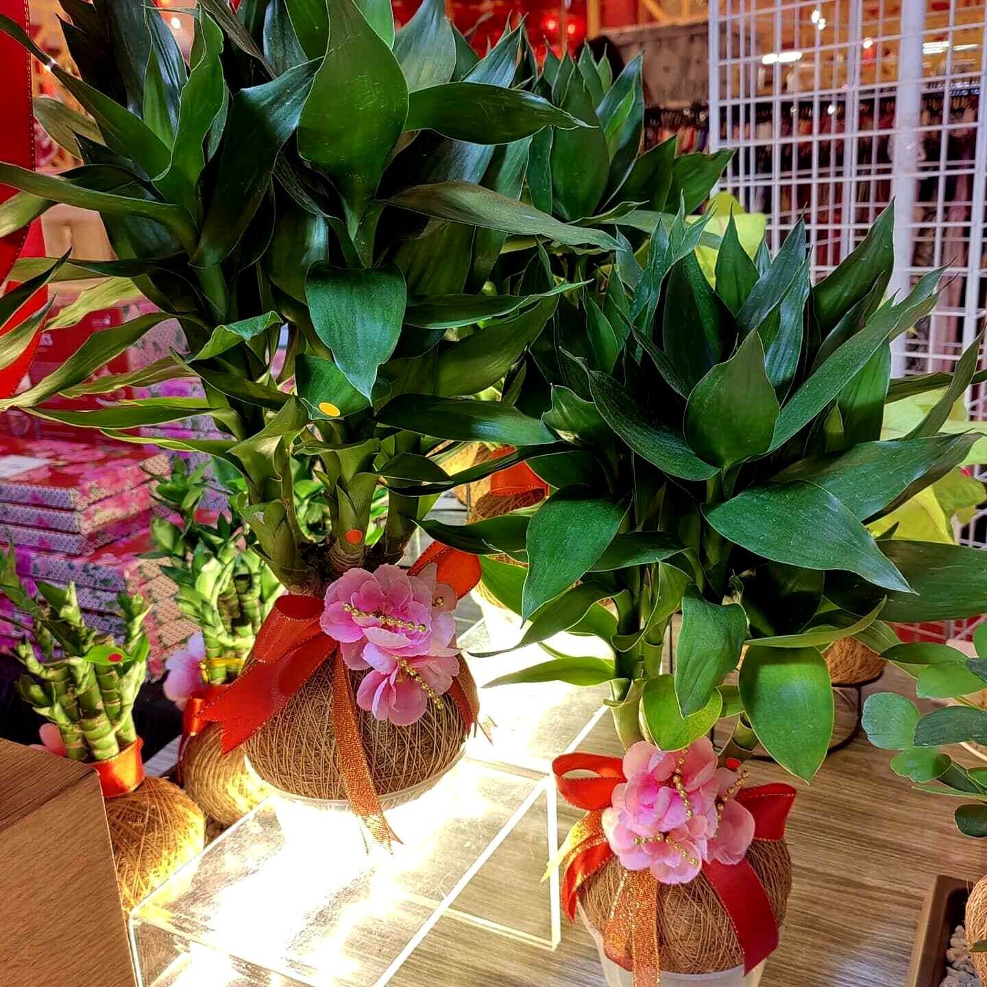 Bonsai Kokedama Balls "NEW Handmade" Garden Planter Pots Small/Medium ...