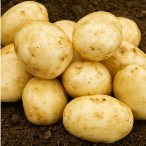 Second early seed potatoes Saxon- for planting,X12 Tubers,Ready for ...