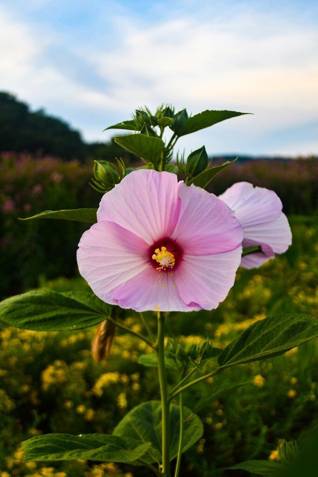 20 Pink Swamp Mallow Rose Seeds "LARGE FLOWER" Hardy Hibiscus Fast ...