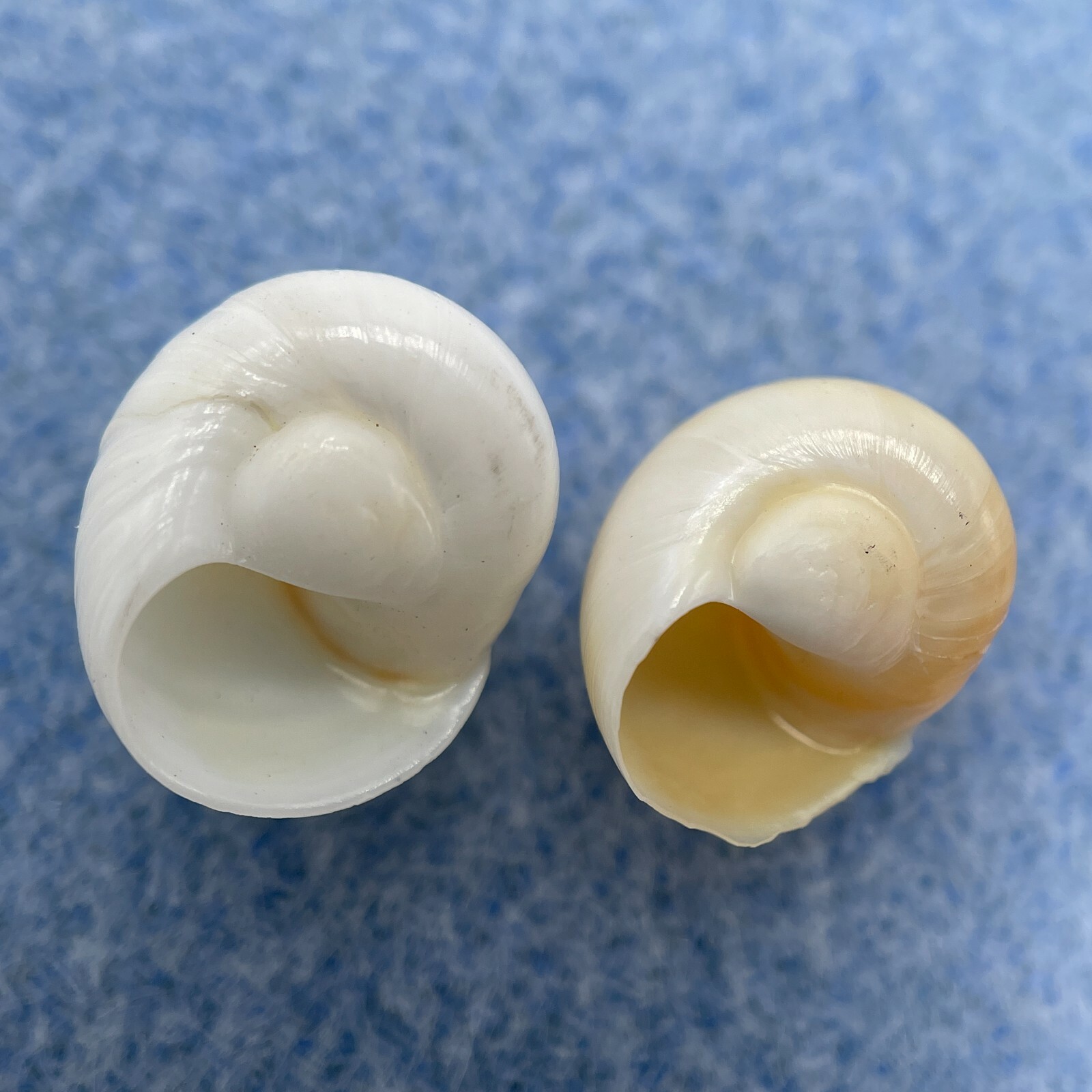 #2 Conuber (Polinices) incei 10.4-11.6mm F/++ Trawled Off Australia ...