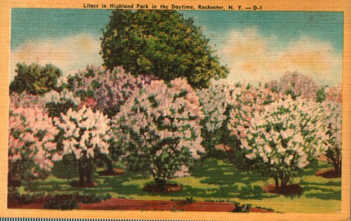 Postcard Lilacs Highland Park Rochester NY New York | eBay