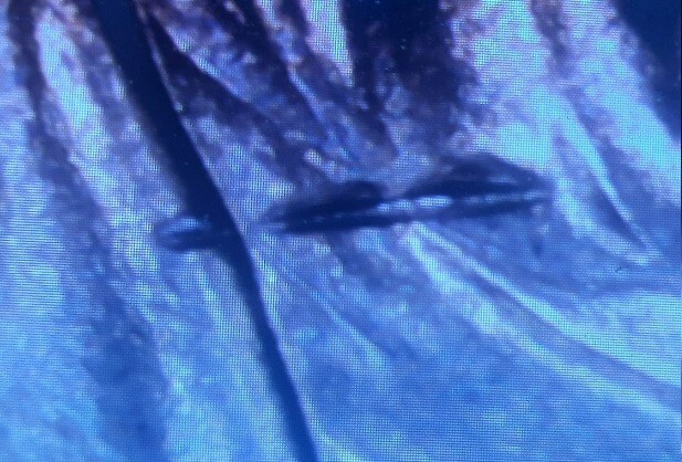 2025 P Nickel Coin from OBW Roll UNC, Error, Obverse & Reverse Die ...