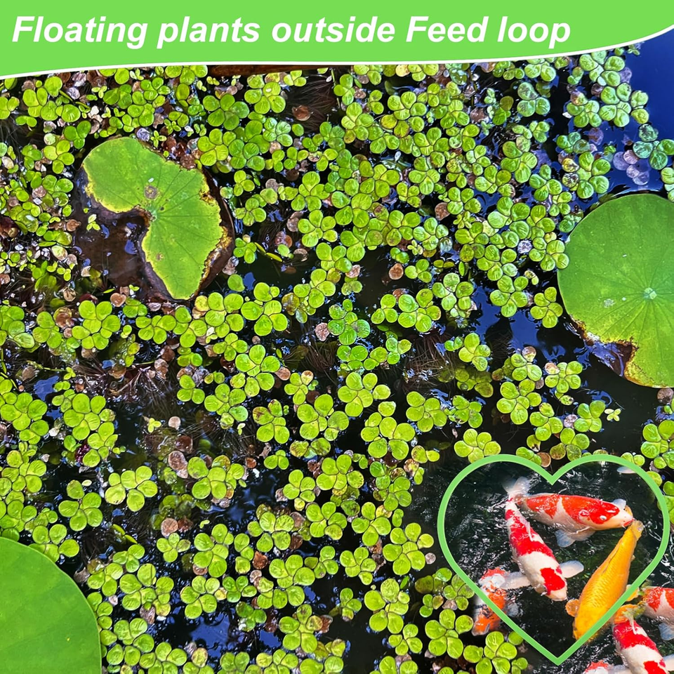 5Pcs Aquarium Floating Plant Rings, Foam Betta Fish Feeding Rings Heart ...