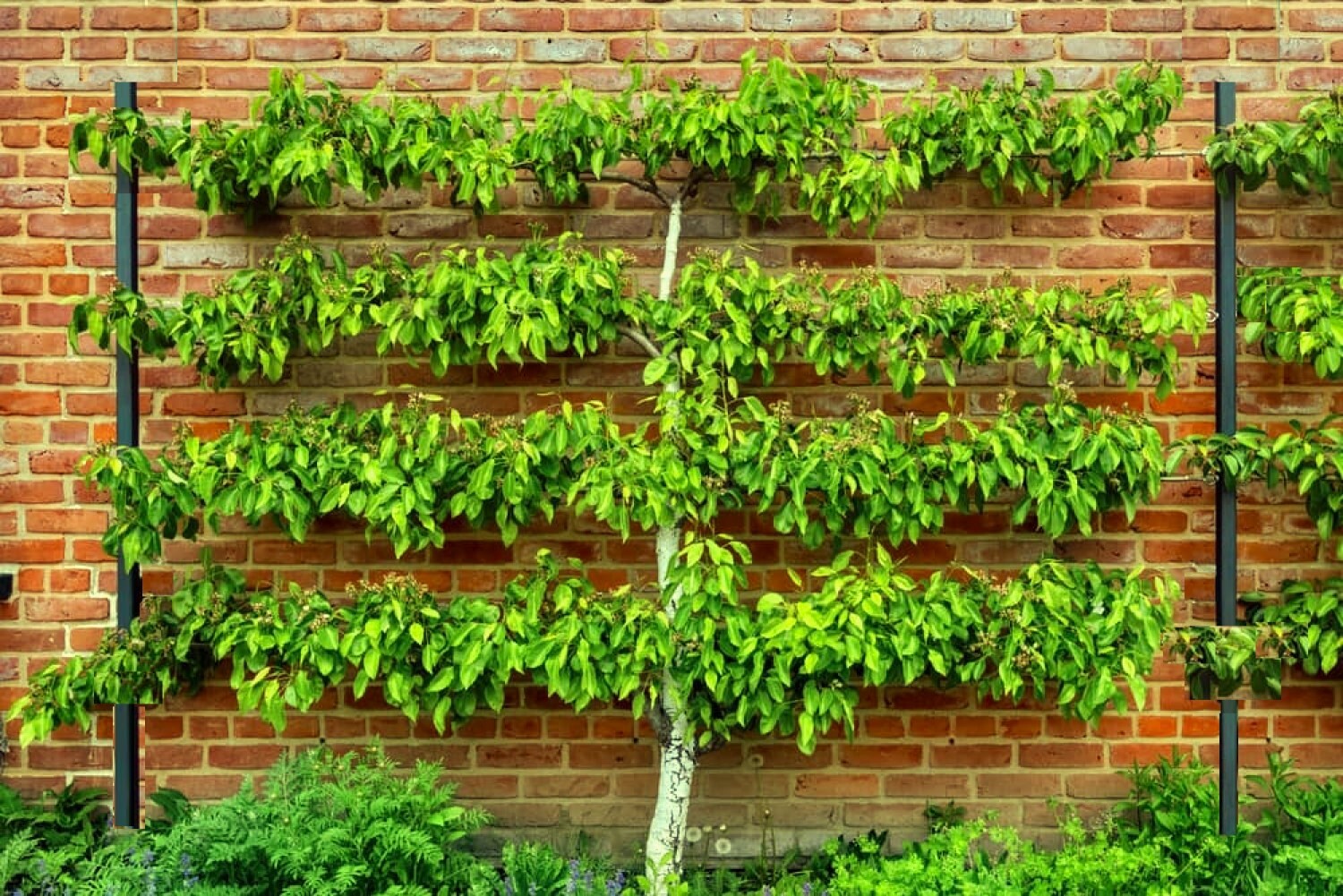 HIGH QUALITY – HEAVY DUTY STEEL - INDIVIDUAL - ESPALIER FRUIT TREE ...