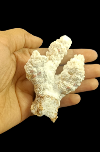 100% Natural 47 Gram White Coral Branches Rough Loose Gemstones RM5536 ...
