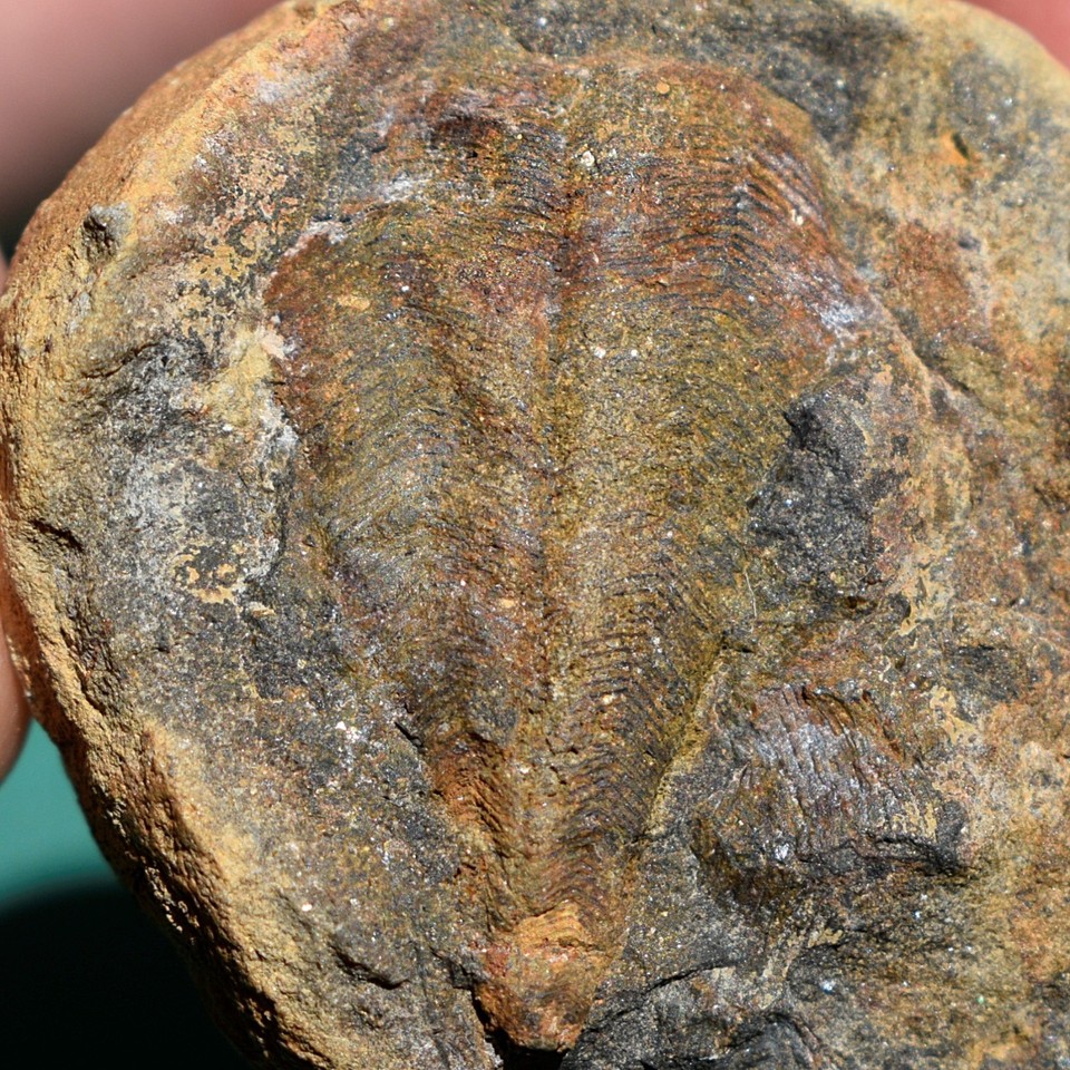 Rare Conulariid Fossil – Devonian Conularia – Bolivia Paleozoic ...