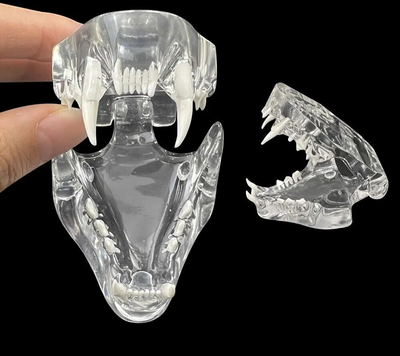 Cat Teeth Diagram Dental Disease In Cats PDSA