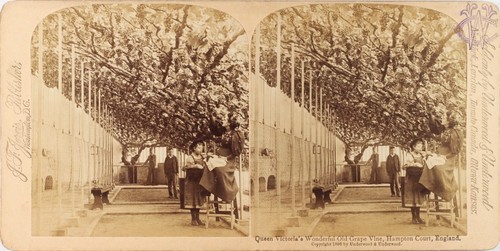 ROYAUME-UNI Angleterre Hampton Court Reine Victoria Vigne Photo Stereo ...