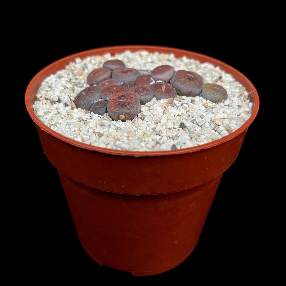 Mixed Lithops colony group Living Stones pebble plant succulent in 8cm ...