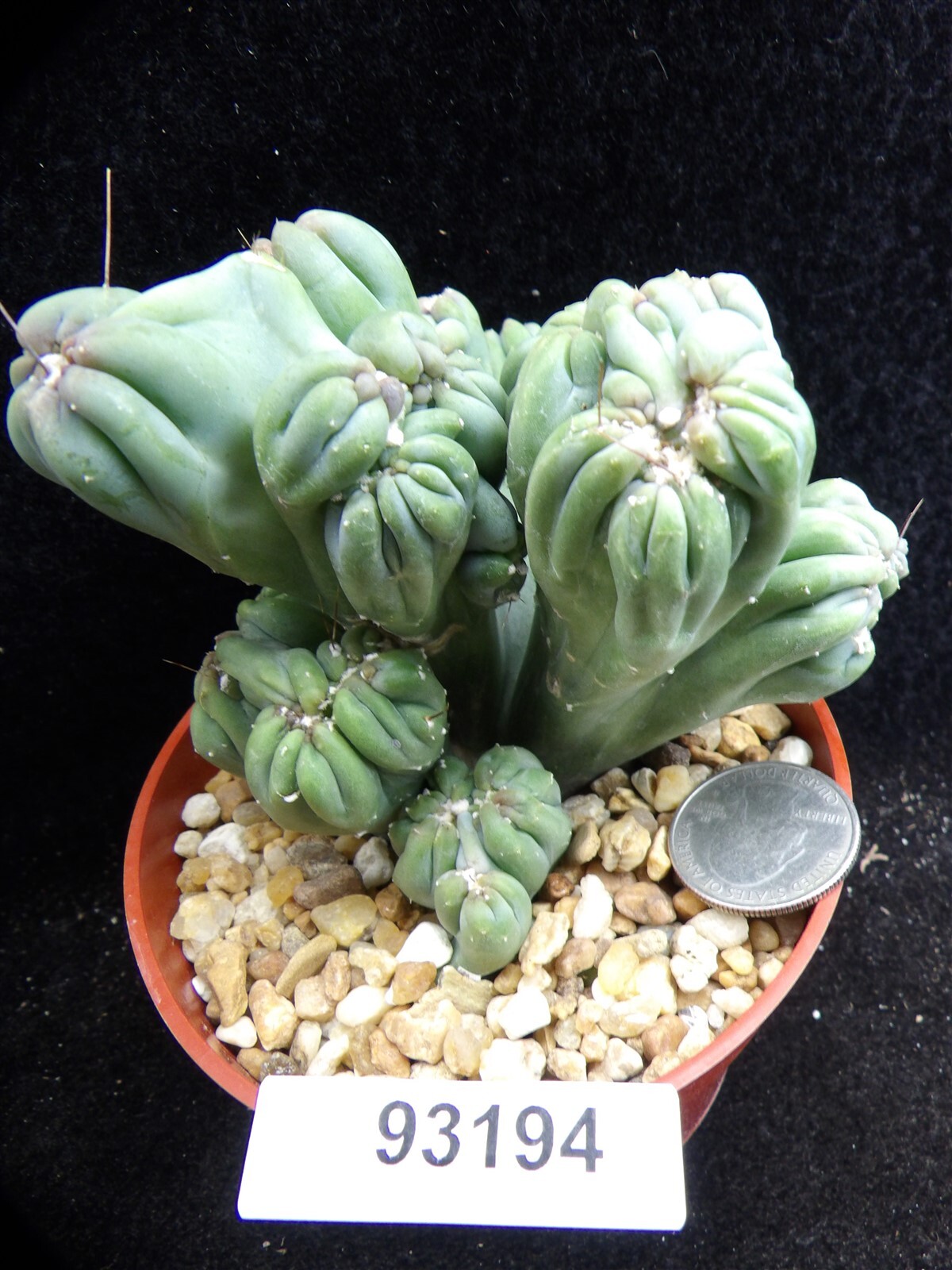 Cereus Forbesii Monstrose "Ming Thing" 4" Pot Live Cactus Cacti Plant ...