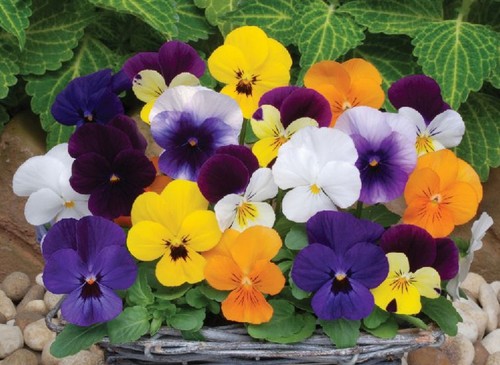 40 Viola F1 Select Mixed Bedding Patio Plug plants | eBay UK