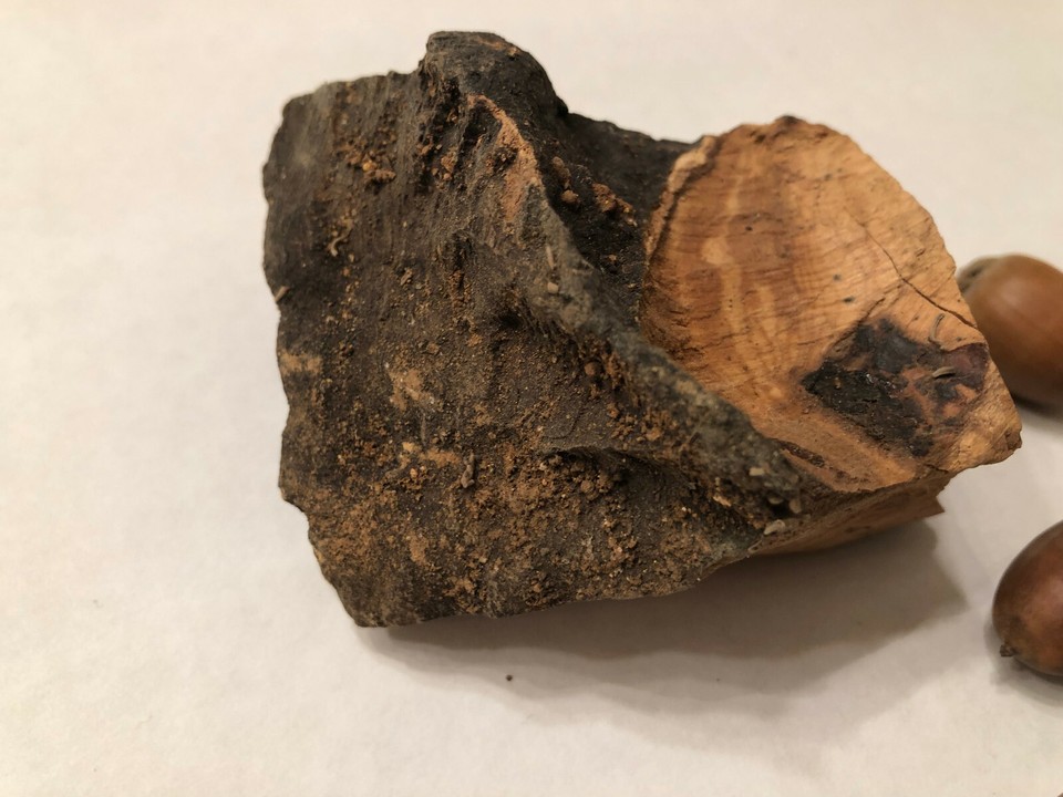 Abraham's Oak Bark Relic Tree of Mamre Acorns Hebron Ancient Holy Site ...