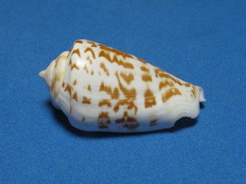 Strombus decorus decorus Roding, 1798 "NICE COLORS!" (43.0mm) | eBay