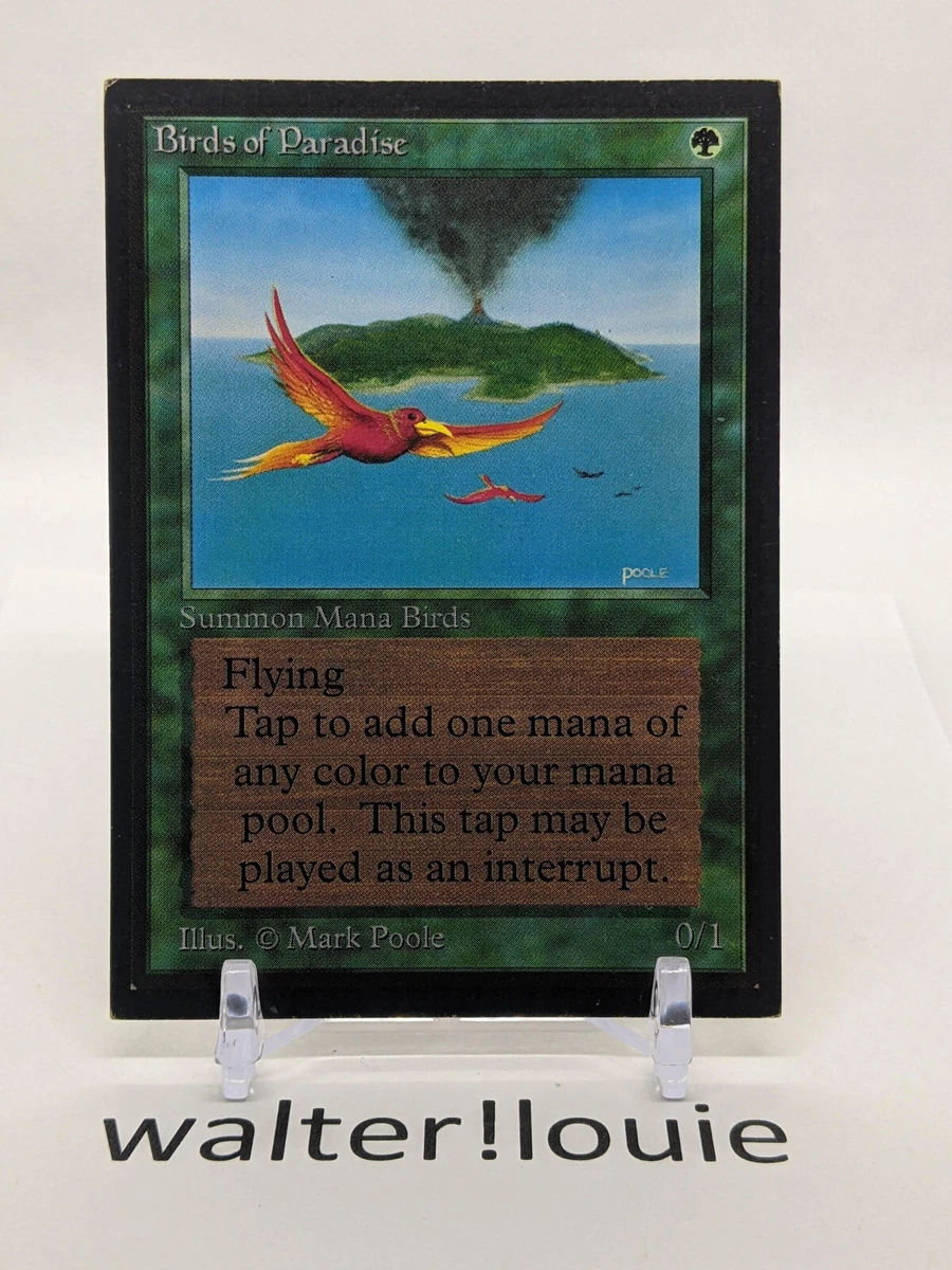 Birds Of Paradise Magic
