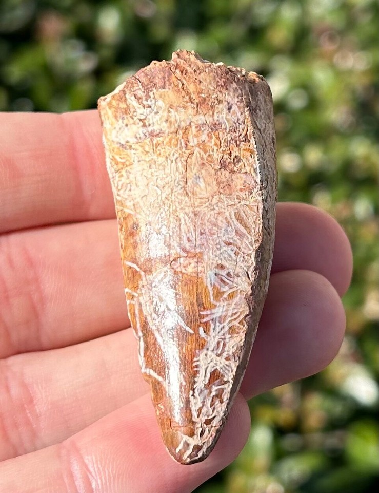 MASSIVE Fossil Phytosaur Tooth 2.15” Redondasaurus Triassic Dinosaur ...