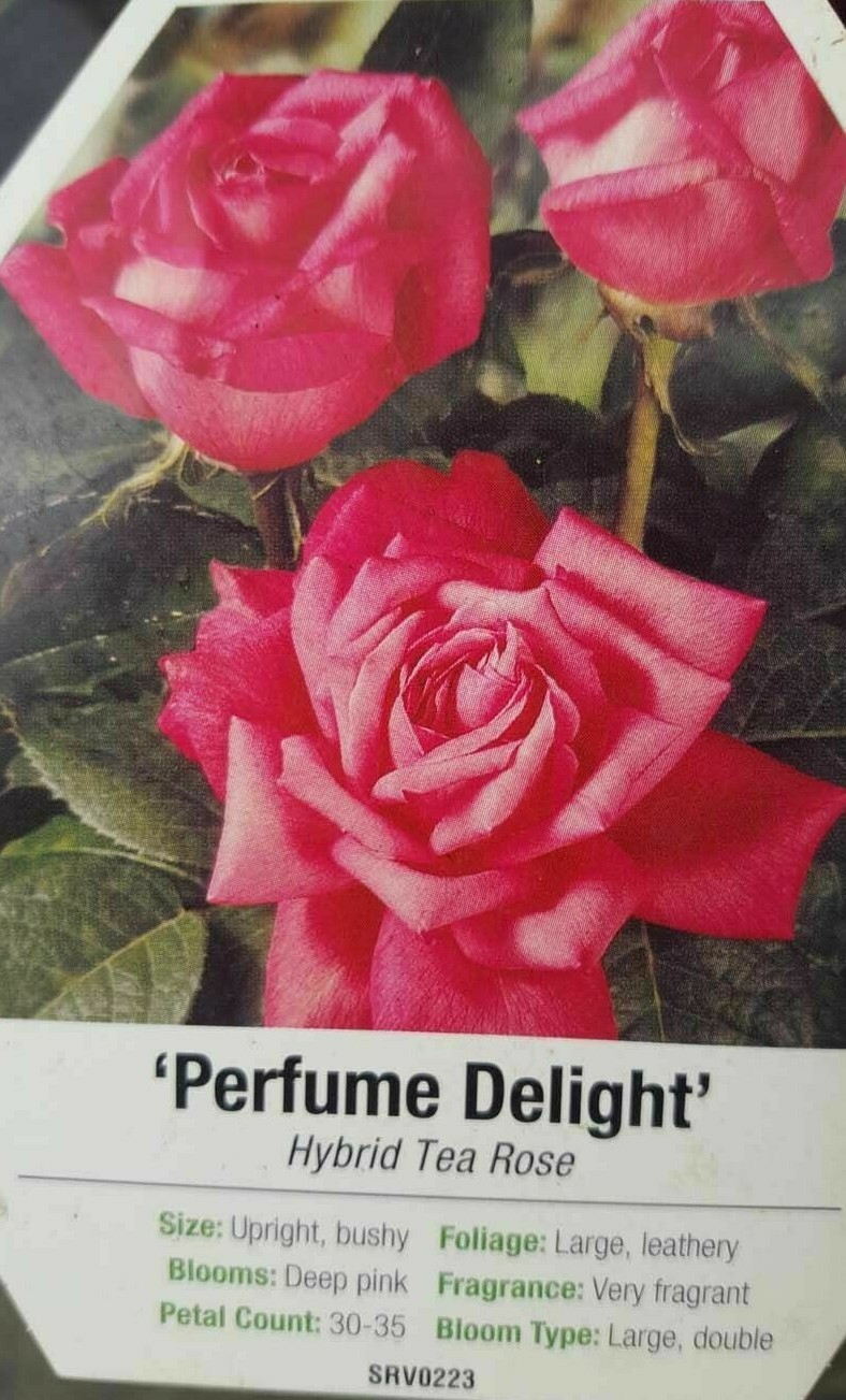 Perfume Delight Hybrid Tea Rose Pink 3 Gal. Bush Plant live Plants Fine ...