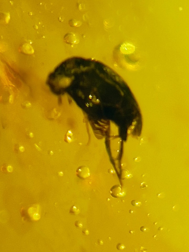 Fossil amber Insect burmite Burmese Cretaceous Many Insect Myanmar | eBay