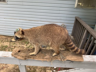 Racoon Mounted Taxidermy | eBay