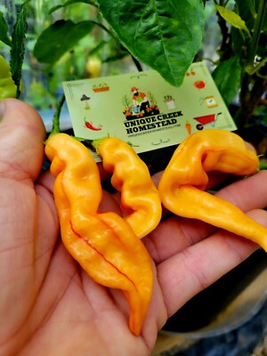 Sugar Rush STRIPEY Pepper Seeds 25,000-50,000 Scoville SHU Striped ...