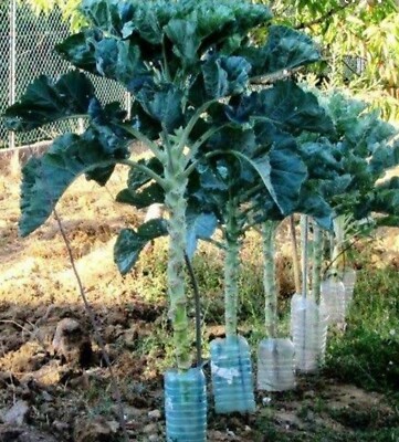 Walking Stick Kale Australian Grown Organic Cold Hardy 20 Seeds | eBay ...