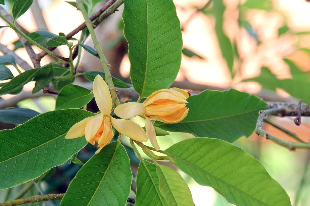 FRAGRANT LIVE PLANT Magnolia Michelia champaca Yellow Joy Perfume Tree ...