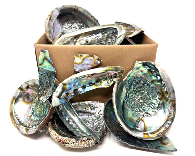 Broken Abalone Shells Box - CLEARANCE Wholesale Abalone Shells, Chunks ...