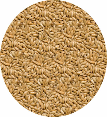 Plain Canary Seed 700g Plain Canary For Canaries Small Birds Etc | eBay UK