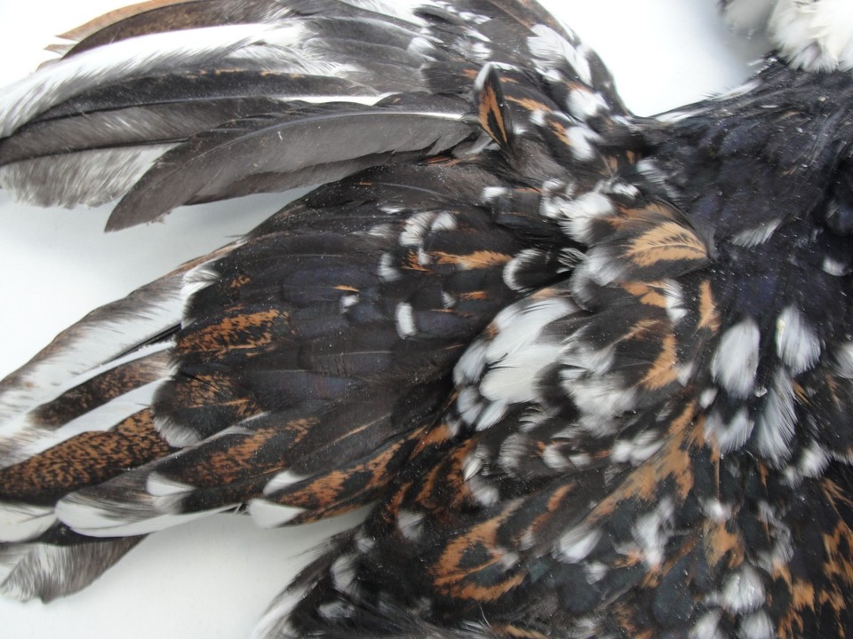 Tolbunt Polish Chicken Hen Skin Feathers Fly Tying Materials rooster | eBay